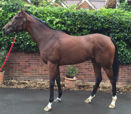 Love ex-racehorses? Take a look at this bunch ready to be snapped up ...