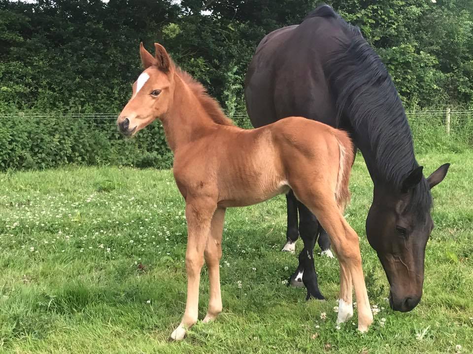 The next generation of showing royalty? 15 photos of incredibly cute ...