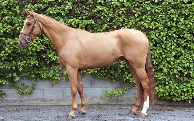 Tattersalls event horse sale: Oliver Townend in bidding duel for € ...