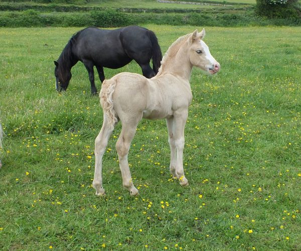 The next generation of showing royalty? 15 photos of incredibly cute ...