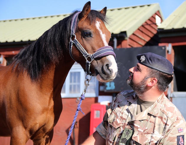 Cheeky military Shetland crowned champion regimental mascot - Horse & Hound
