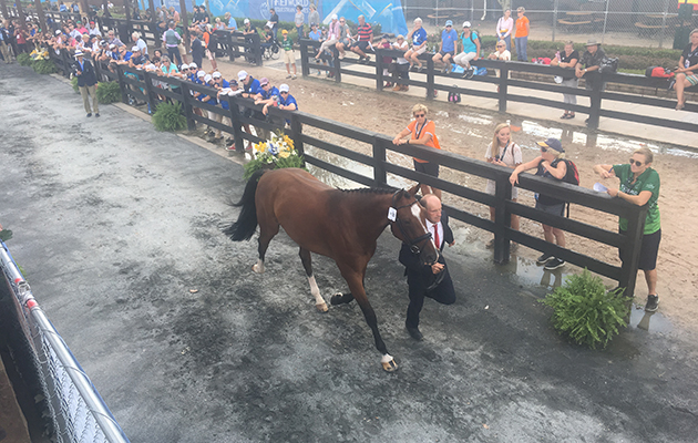 Two horses held at first eventing trot-up at World Equestrian Games