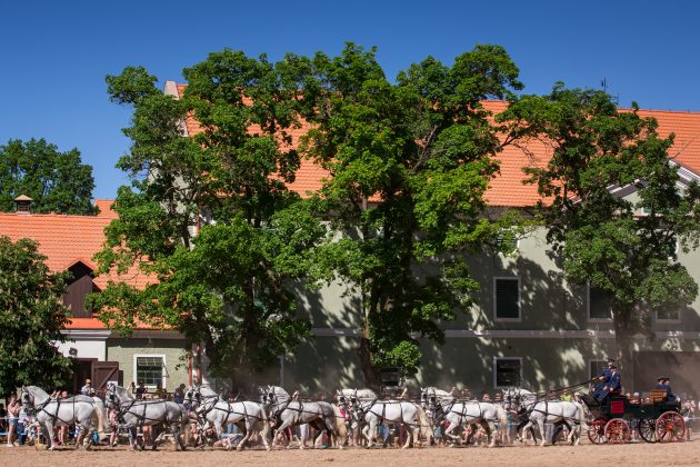 Meet the fascinating Kladruber horse, which has royal status... - Horse ...