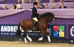 The Welsh section C: the popular dual-purpose ponies of cob type ...