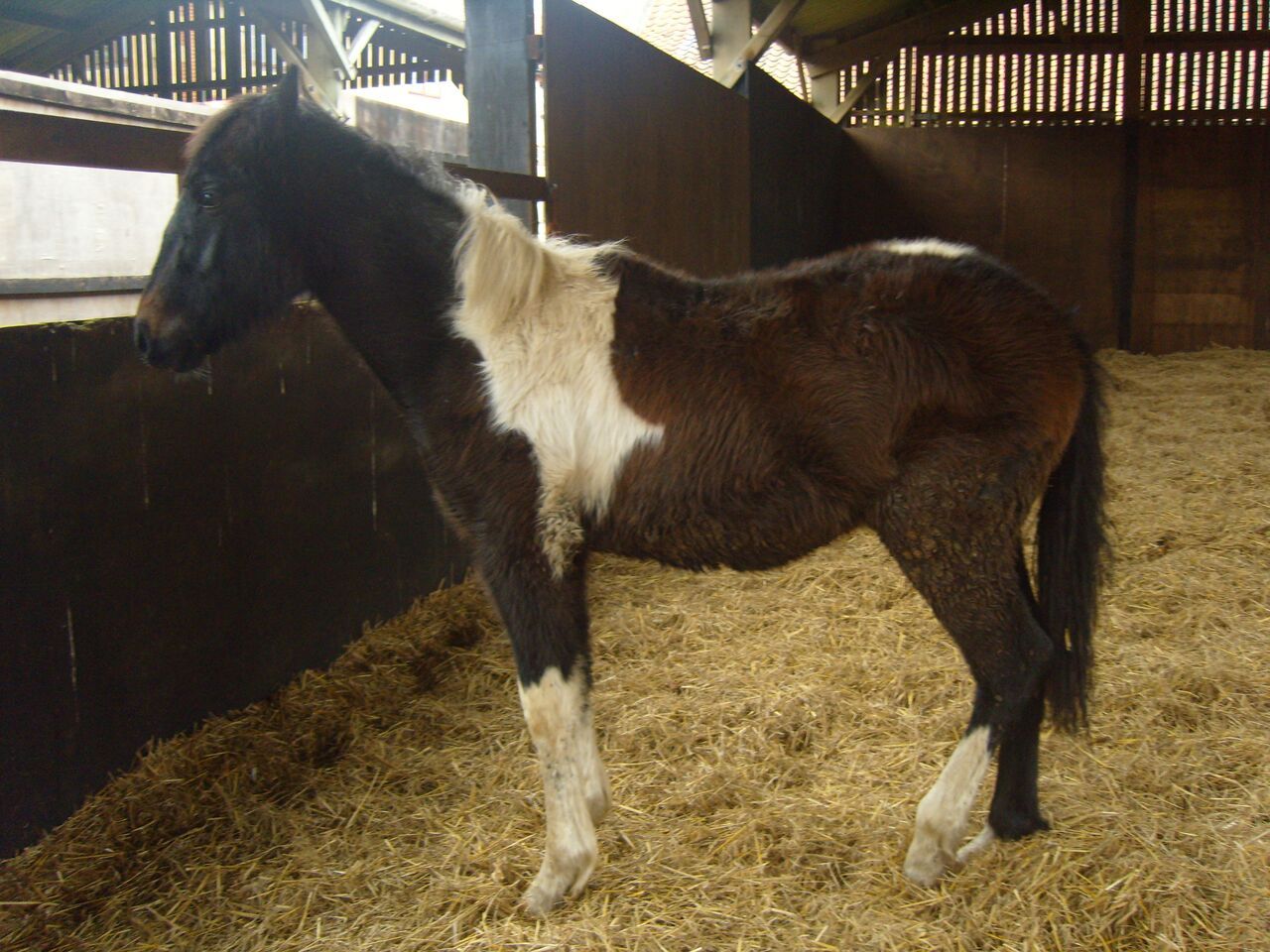 Abandoned foal found in freezing field goes on to compete in British ...