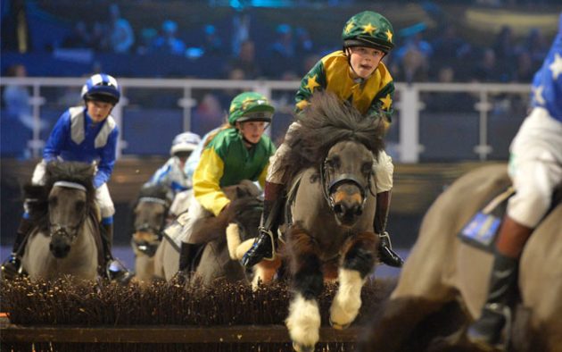 The Shetland pony: all you need to know about this small, hardy breed