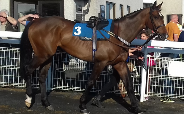 Retrained racehorses - Horse & Hound