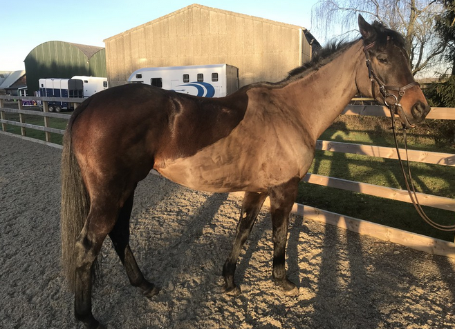 Love ex-racehorses? Take a look at this bunch ready to be snapped up ...