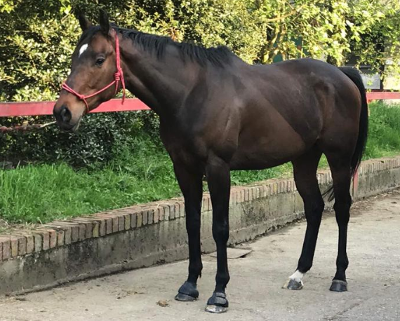 Love ex-racehorses? Take a look at this bunch ready to be snapped up ...