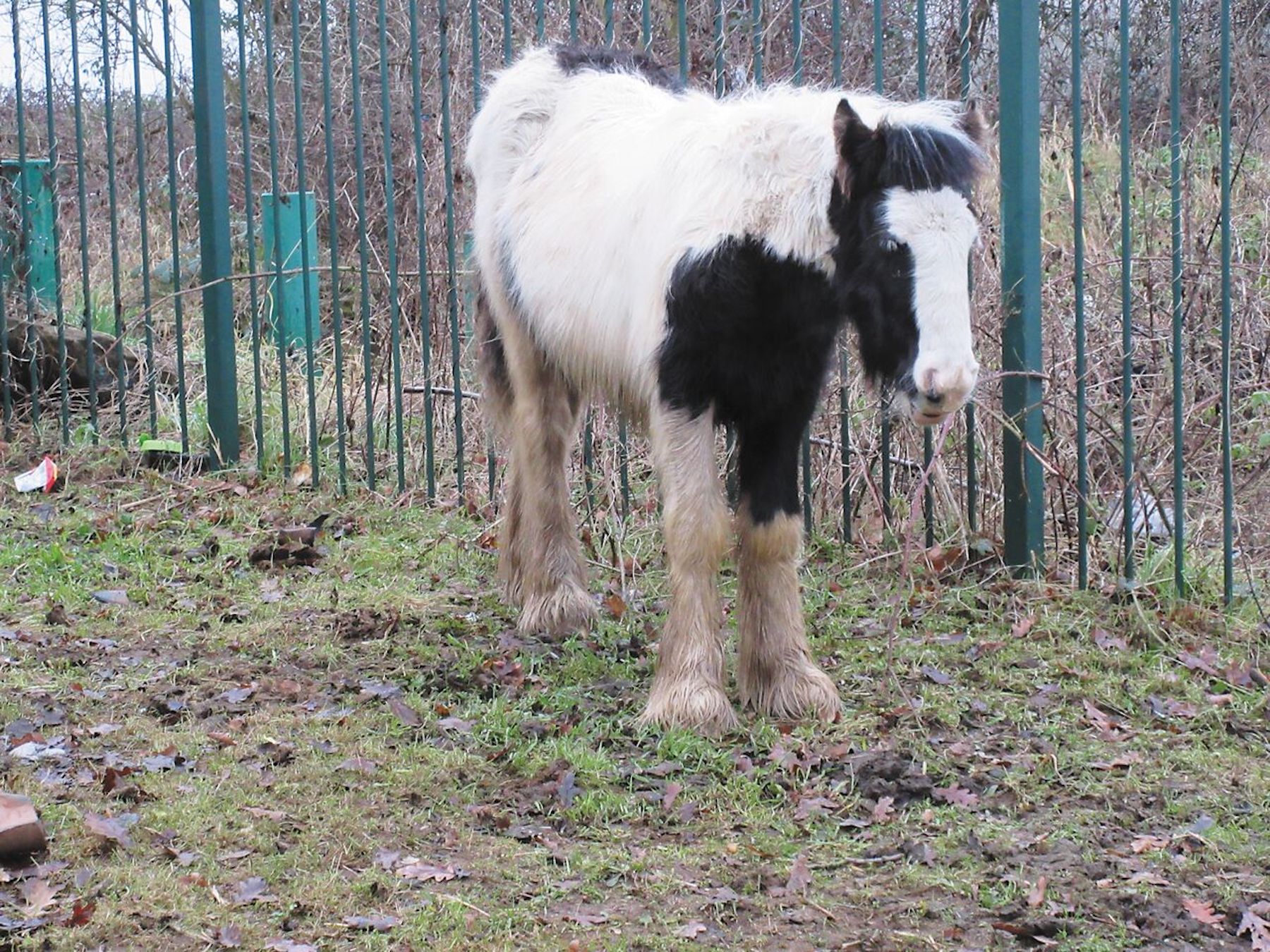 Pony found wandering the streets becomes Christmas star - Horse & Hound