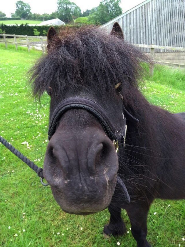 Pony found barely able to walk thriving in loving new home - Horse & Hound