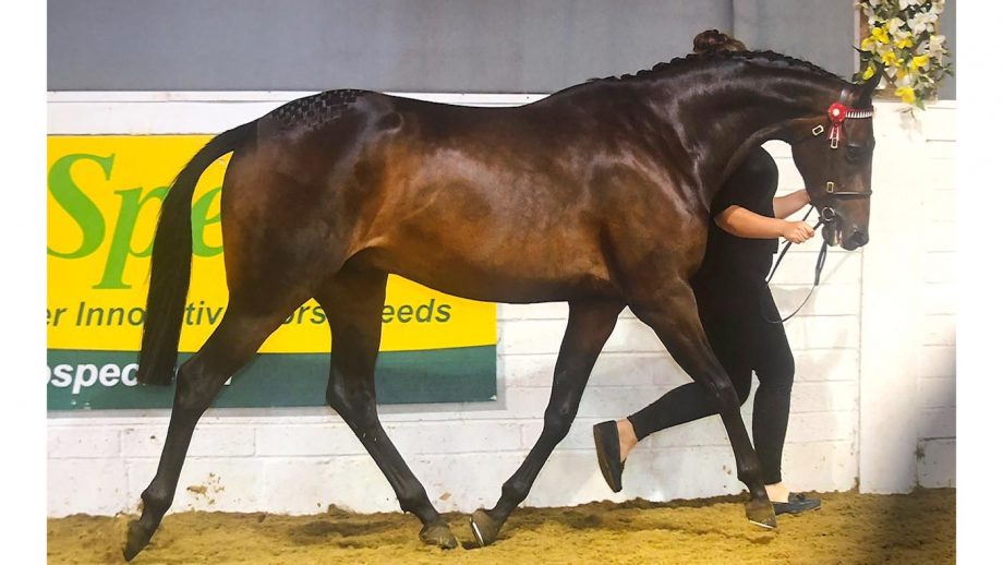 12 novice show horses to look out for this season - Horse & Hound