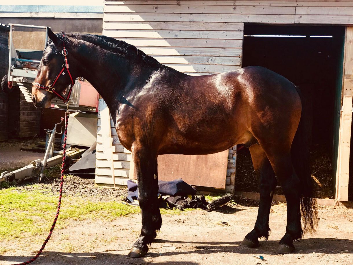 11 ponies to look out for this coming show season - Horse & Hound