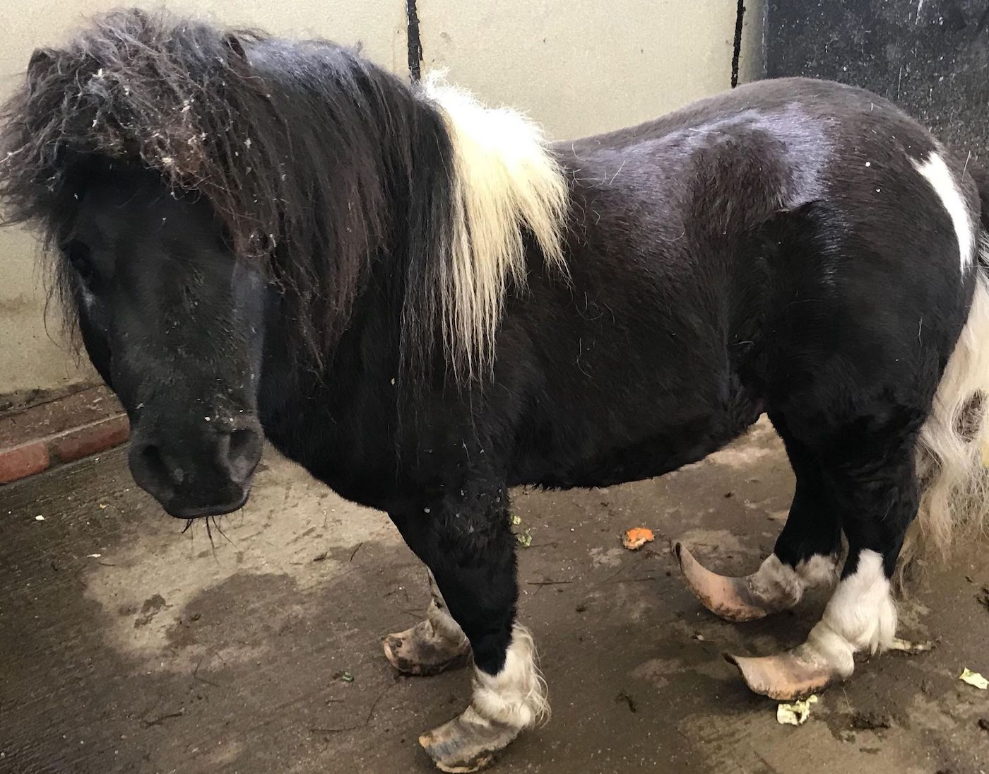 Pony who looked as if he was ‘walking on ice’ due to overgrown feet ...