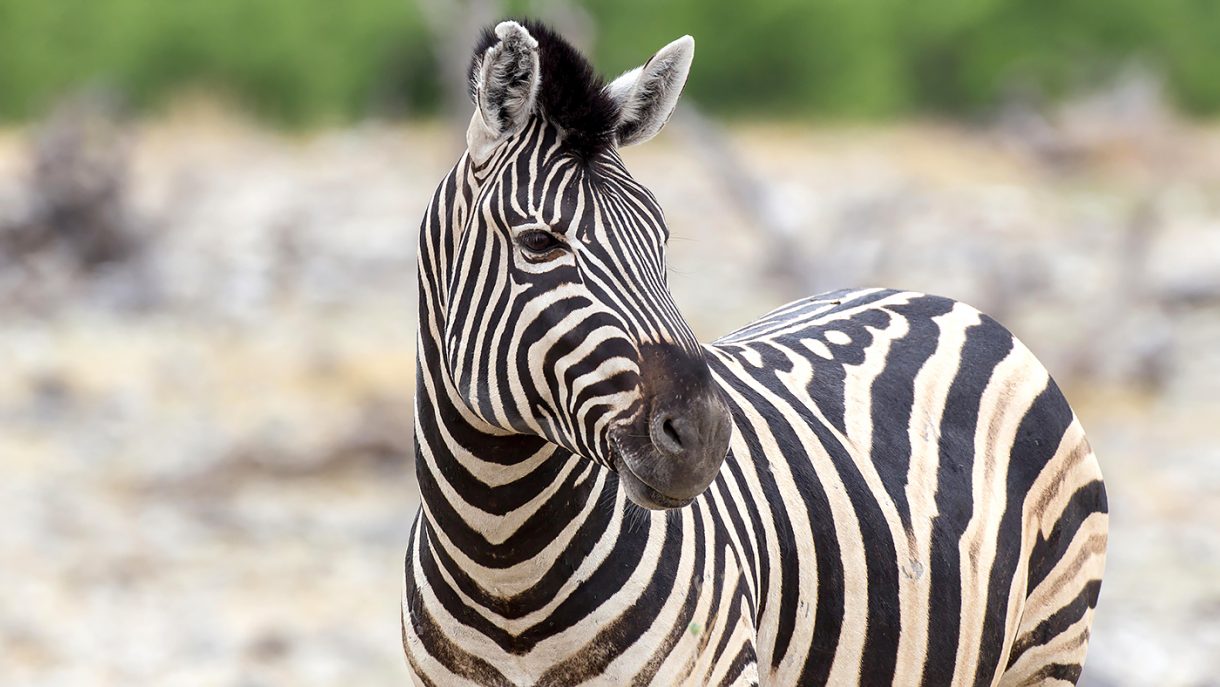 Photographer surprised by rare spotted zebra - Horse & Hound
