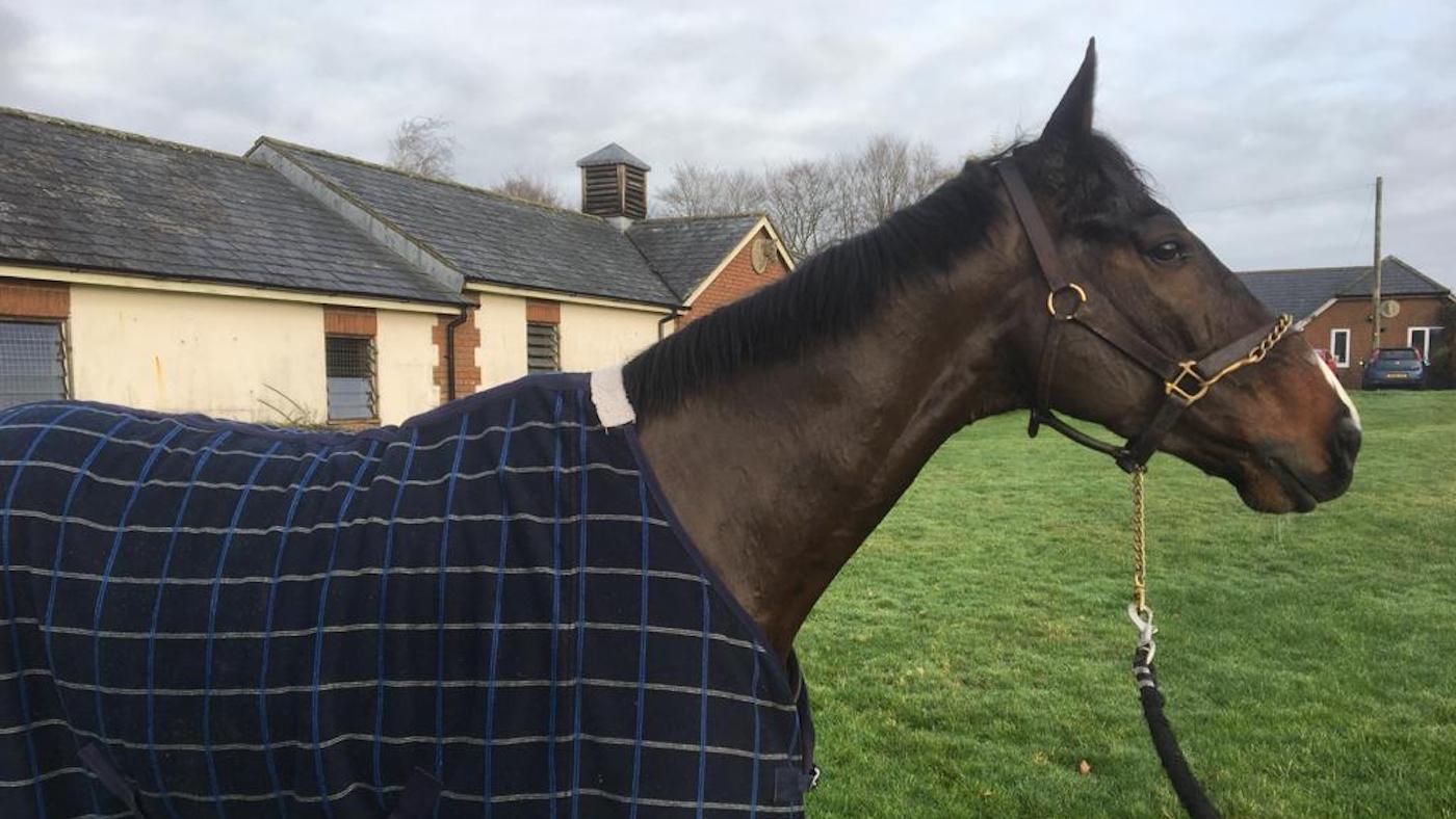 Olympic legend to train racehorse alongside eventing career - Horse & Hound