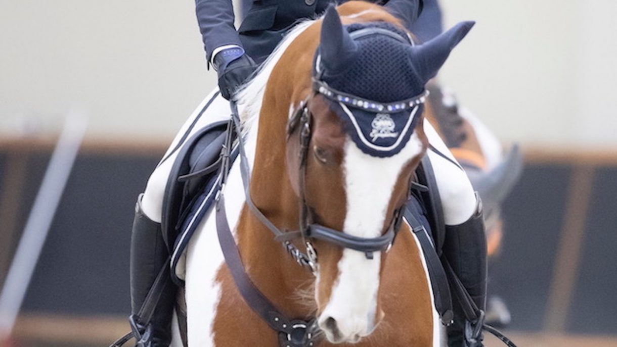 Flashy dressage horse excels at team chasing - Horse & Hound
