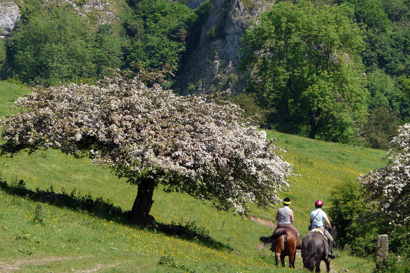 My life with horses: Laureen Roberts — ‘roads are getting busier and ...
