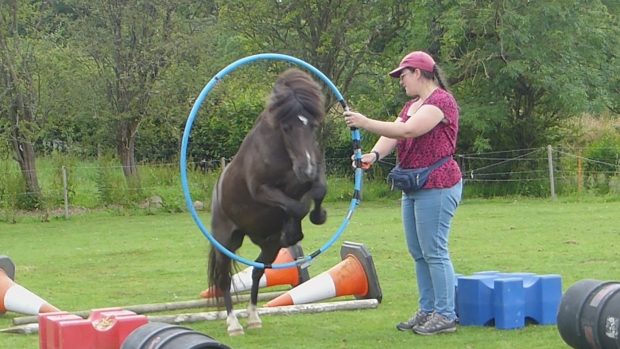 Horse agility: find out what’s involved | Horse & Hound