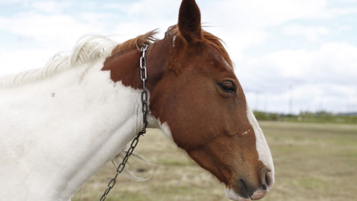 Tethering to be debated in parliament as charity highlights risks of ...