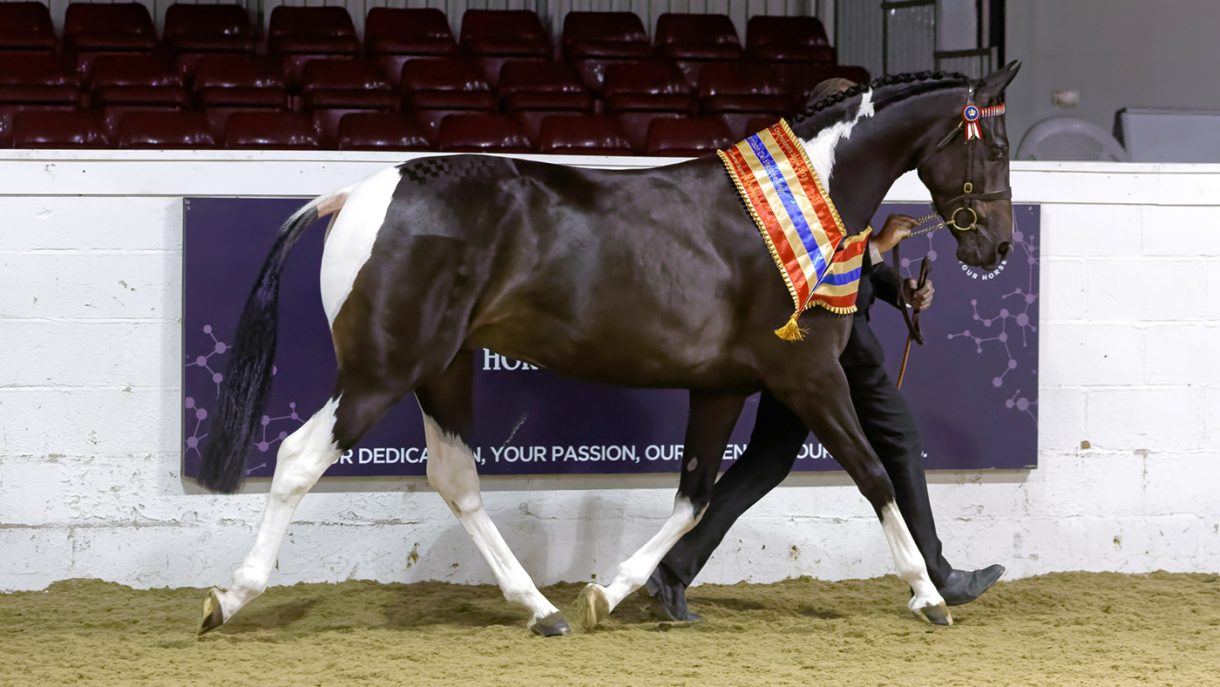 11 ponies to look out for this coming show season - Horse & Hound
