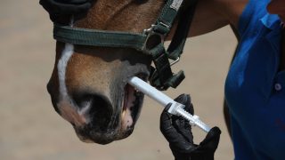 New strangles vaccine: strong evidence to support its use