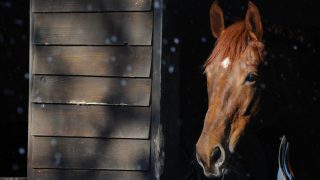 Ibble Watson: the teenage event rider on her two very different rides