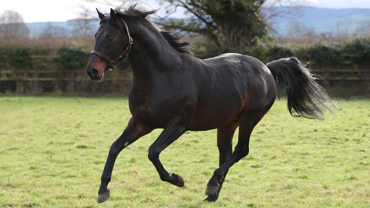 Meet the beautiful stallion whose brother is a silver medallist — and ...