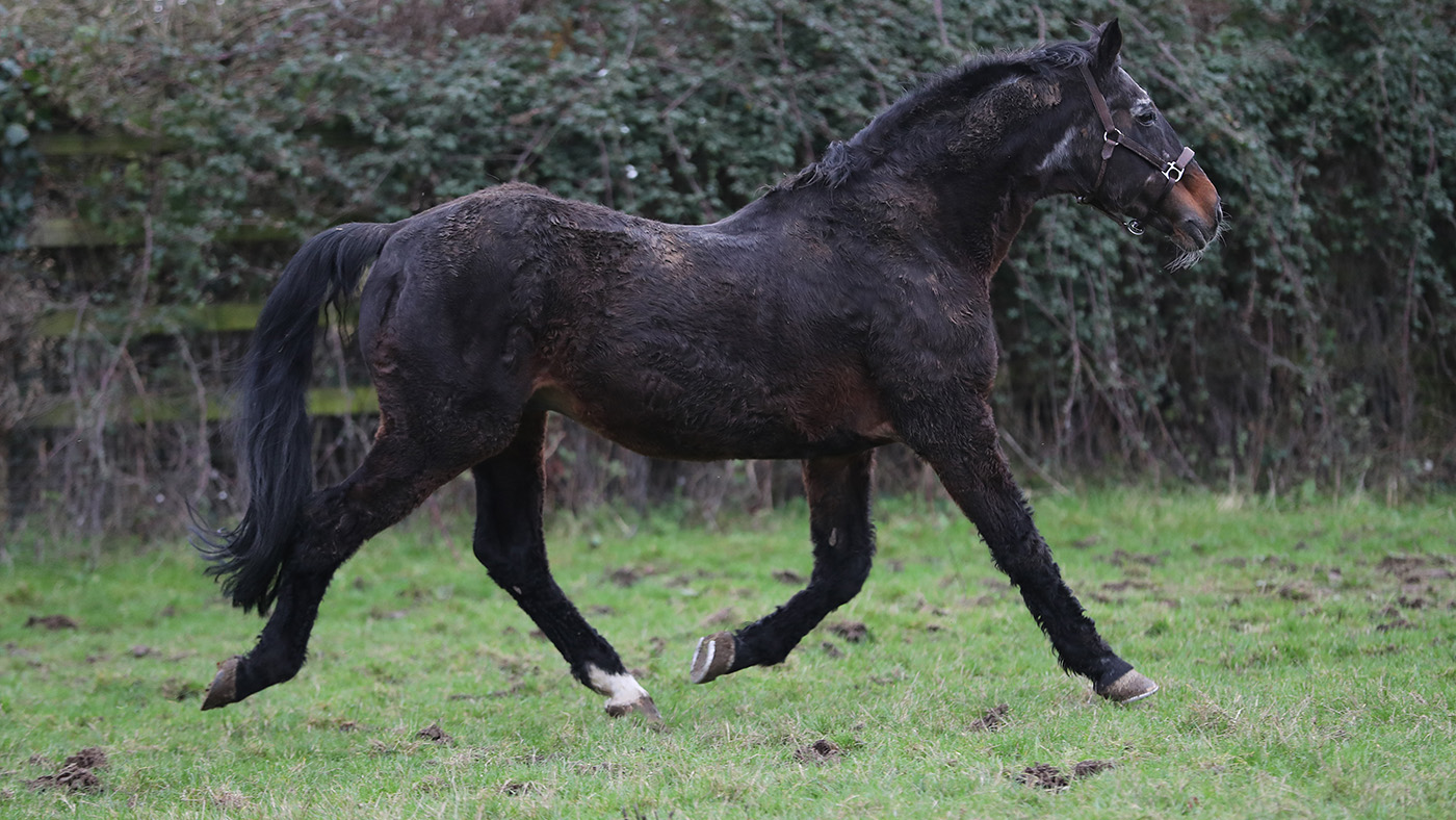 Top stallion Puissance put down: farewell to sire of championship eventers