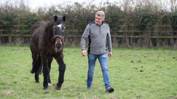 Meet the beautiful stallion whose brother is a silver medallist — and ...