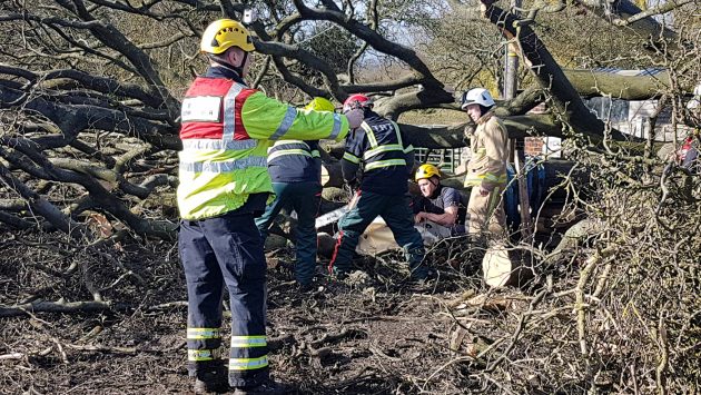 Two-hour rescue of horse trapped under huge fallen tree - Horse & Hound
