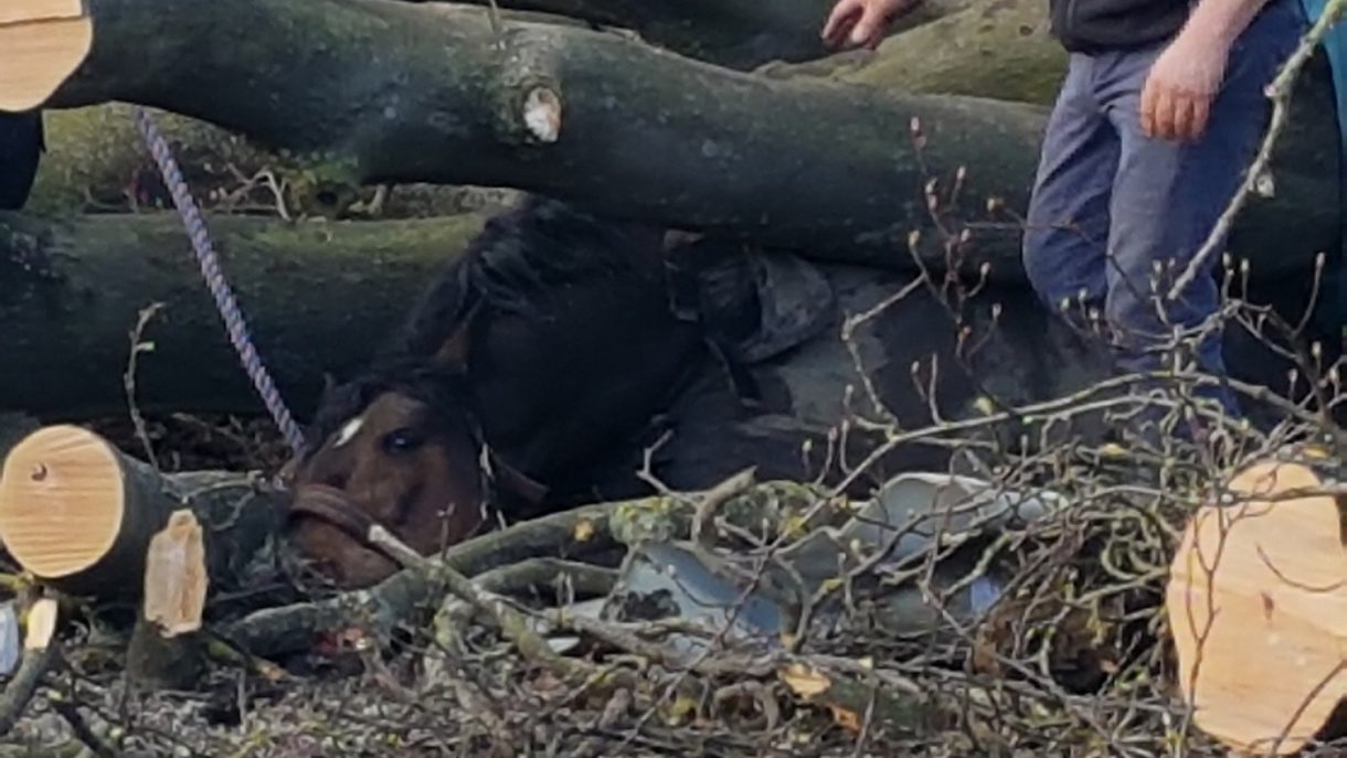 Two-hour rescue of horse trapped under huge fallen tree - Horse & Hound