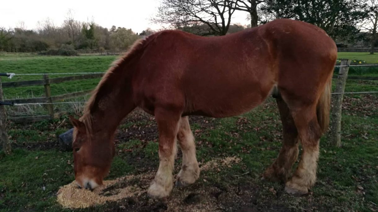 Three adorable Suffolk foals boost breed numbers - Horse & Hound