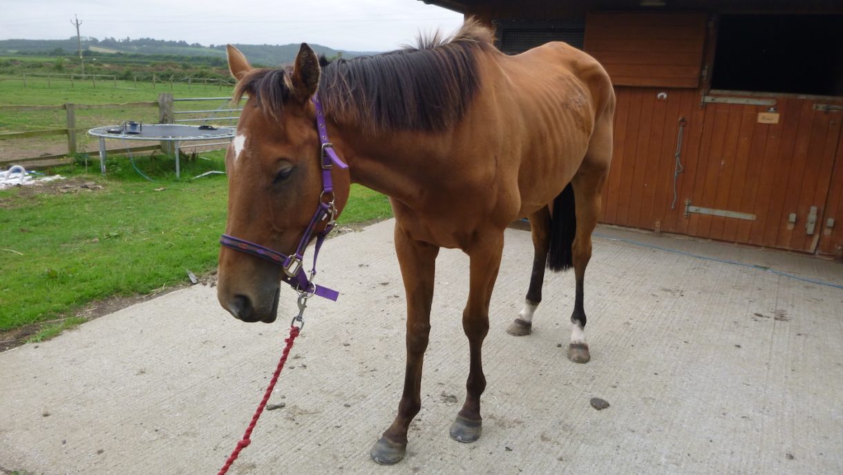 Neglected horse with fractured withers and maggot-infested wound put ...