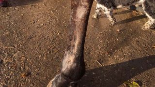 Tendon injuries in horses: causes, signs, treatment and prognosis
