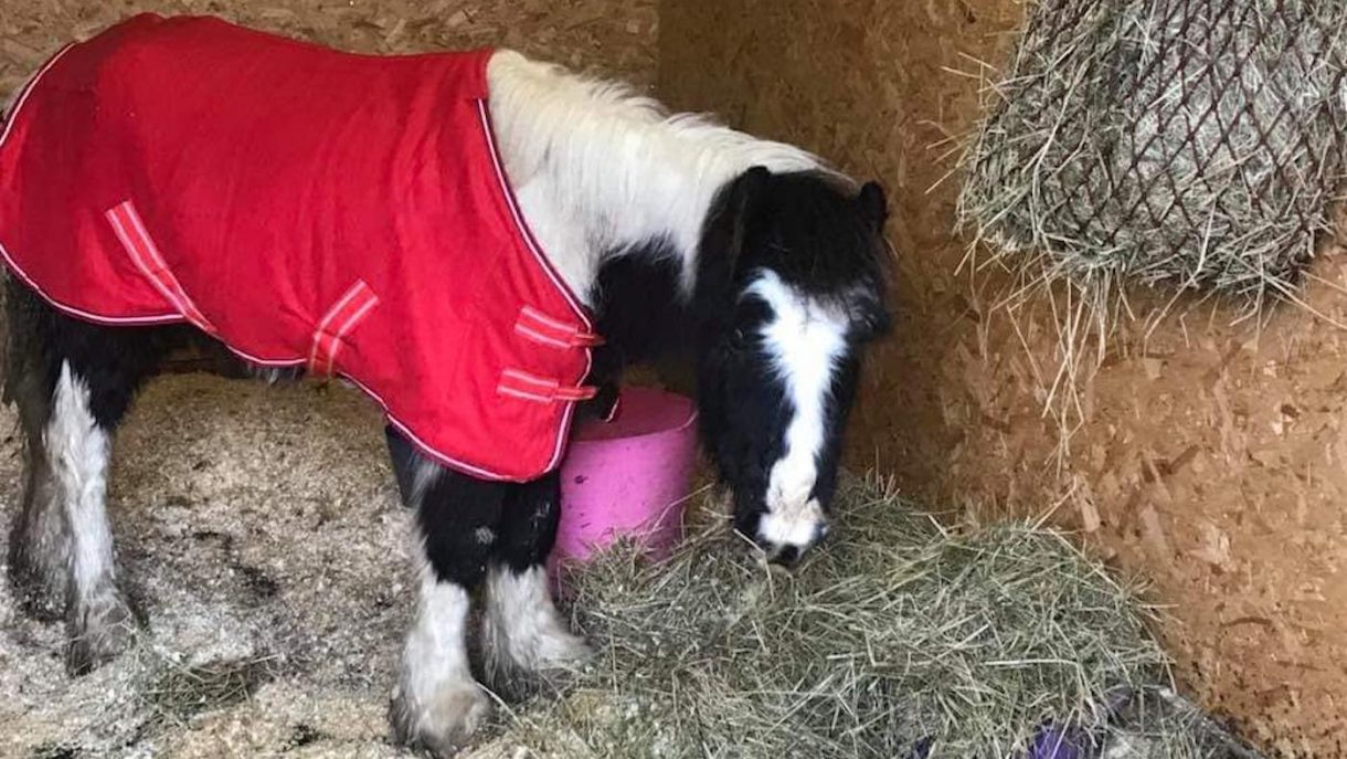 Tiny pony dumped to die leaves legacy to help other horses - Horse & Hound