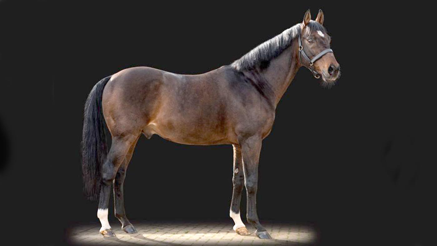 12 stallions standing in Britain that breeders need on their radar ...