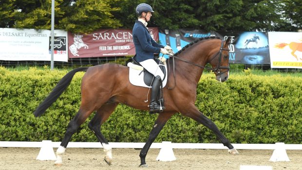 Stallions in Britain that breeders need on their radar in 2022