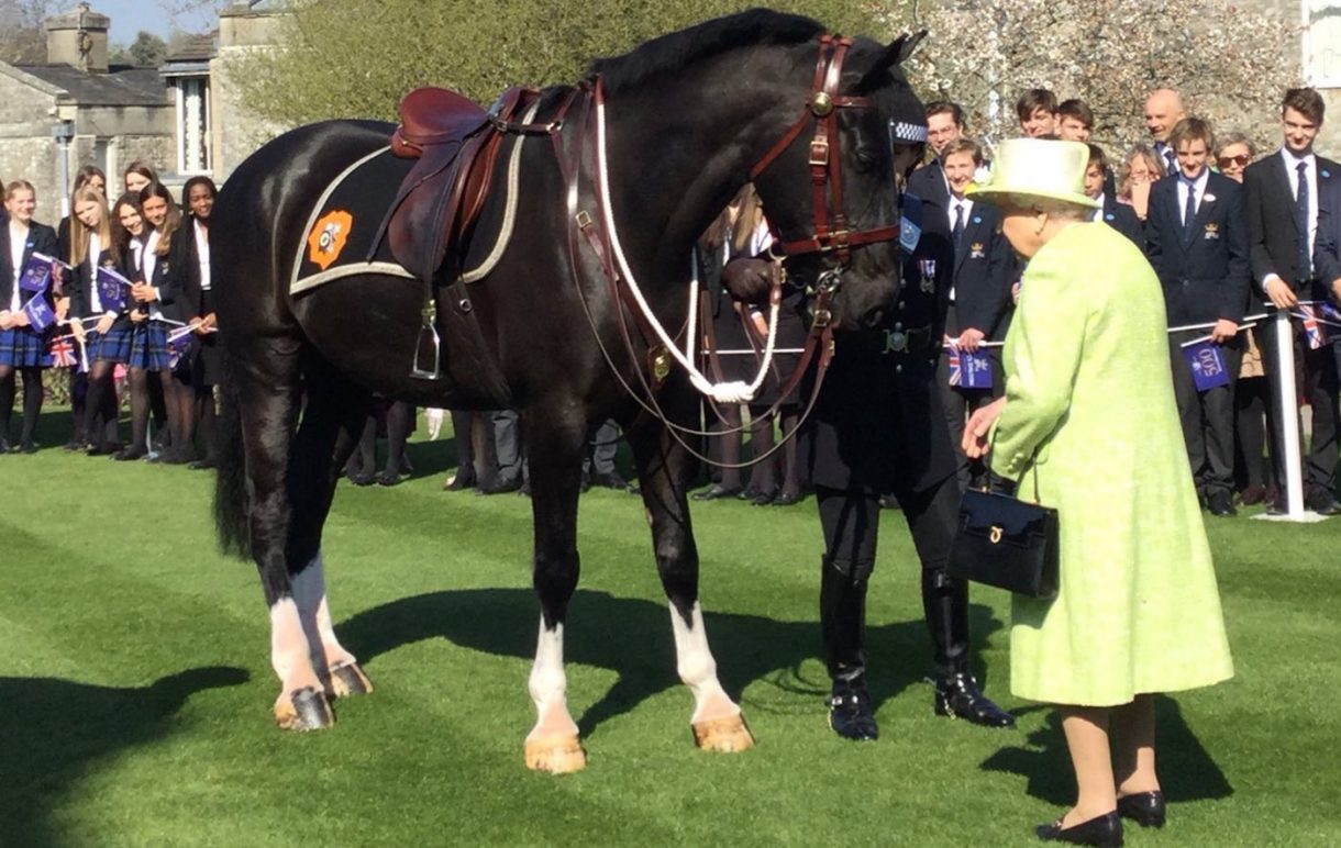 Mounted police ‘delighted’ as critically rare horse joins the force ...