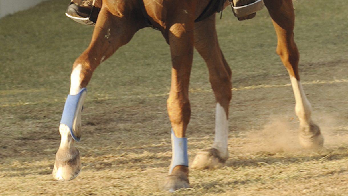 Endurance rider who whipped and kicked horse banned for abuse *H&H Plus ...