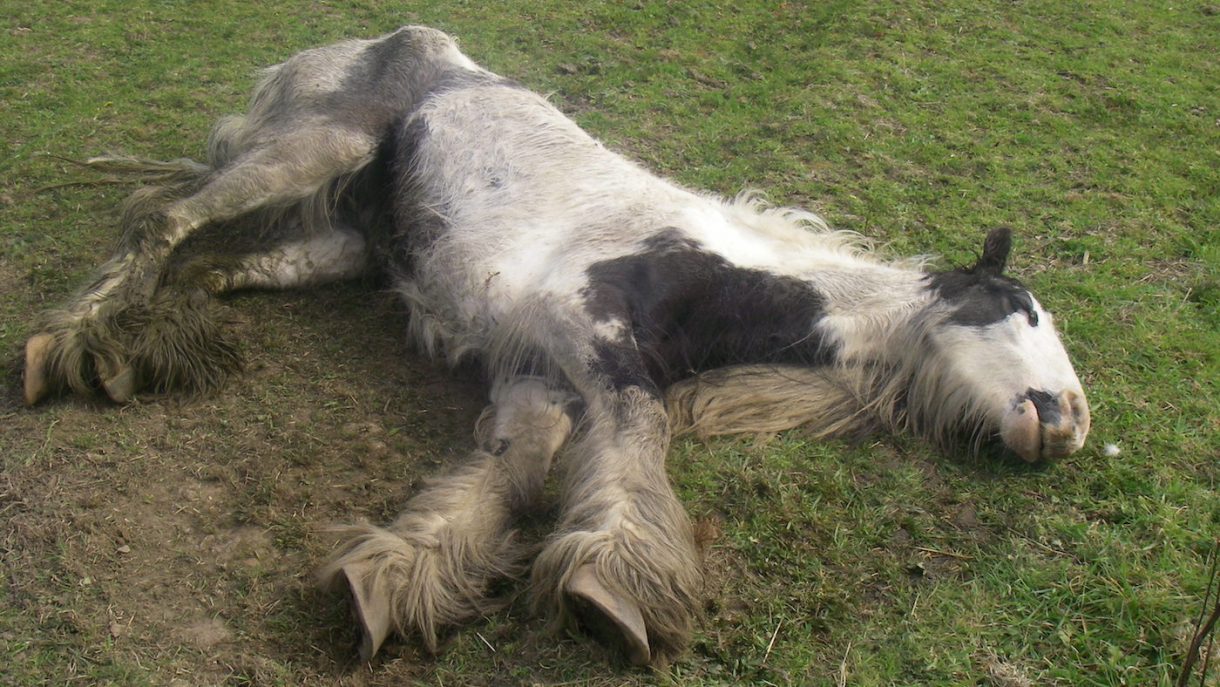 Emaciated mare found dying while giving birth could not be saved ...