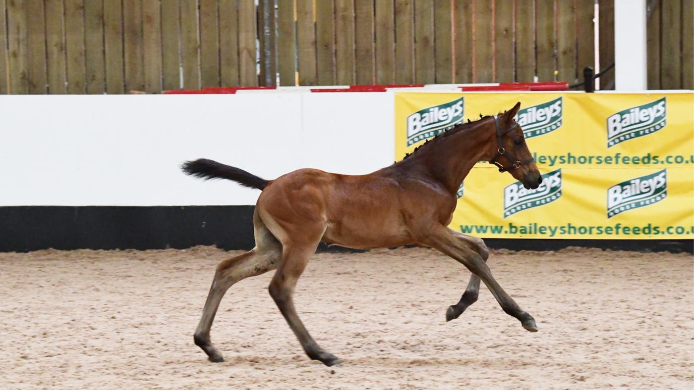 Boost for British breeding as Futurity, Equine Bridge and Elite Foals ...