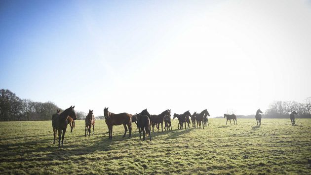 Shane Breen’s Hickstead breeding operation: take a sneak peek around ...
