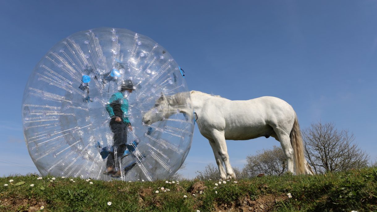 Trainer gets a helping hoof as she tries zorbing for the first time ...