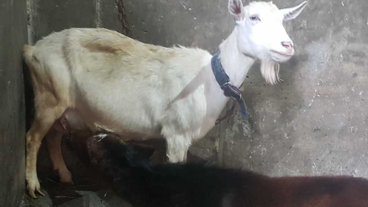 Orphaned foal saved by nanny goat who stepped in to feed him - Horse ...