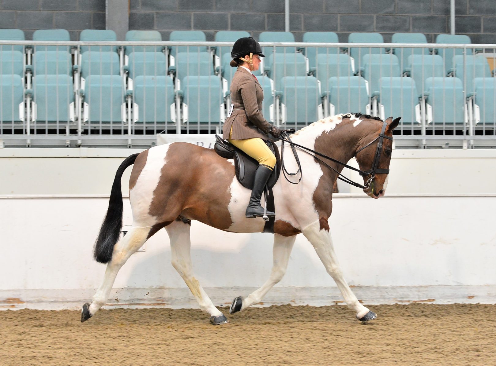 Life lessons from show horse producer Vicky Smith *H&H Plus* - Horse ...