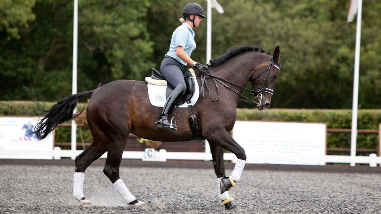 How to buy your perfect dressage horse - Horse & Hound