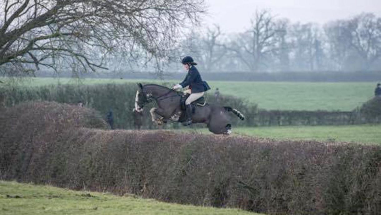 Cobs: everything you need to know about this versatile type - Horse & Hound