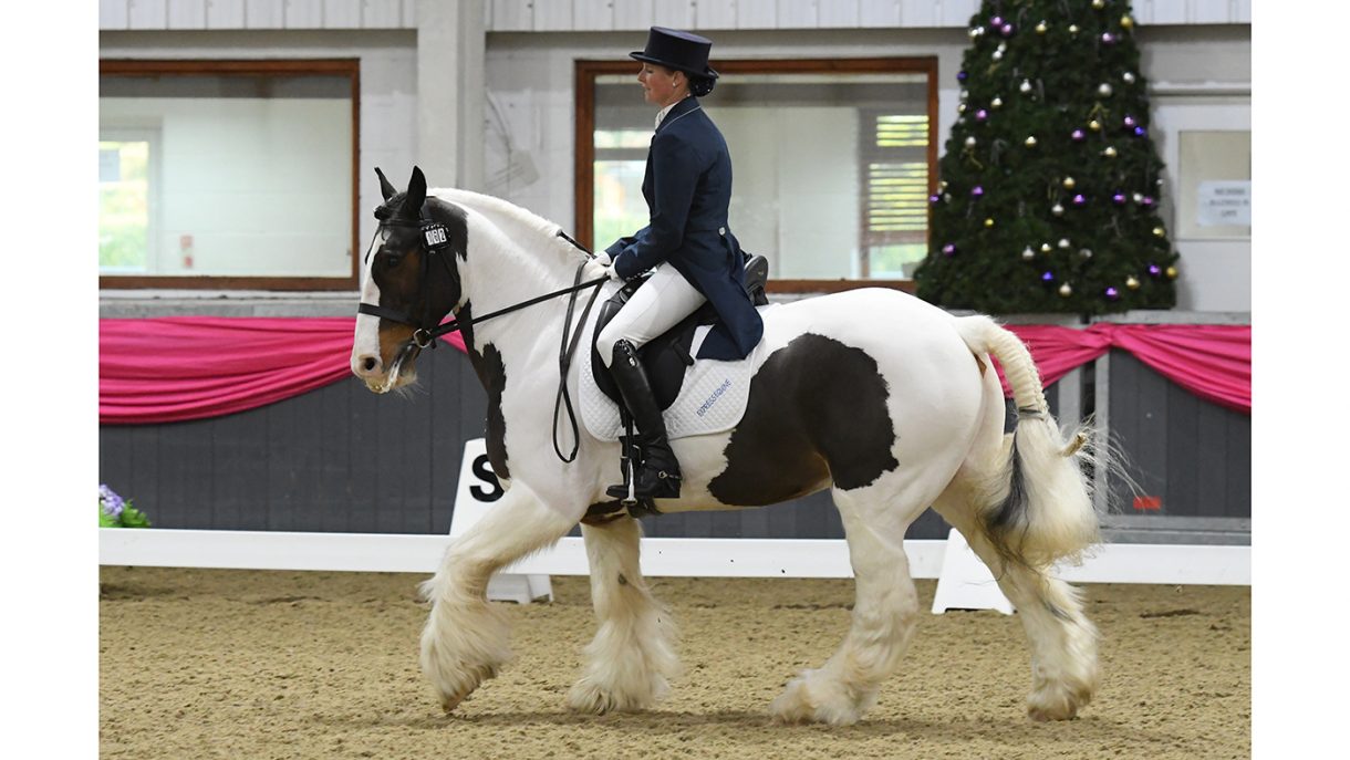 8 reasons your next dressage horse should be a cob - Horse & Hound