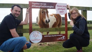 New strangles vaccine: strong evidence to support its use